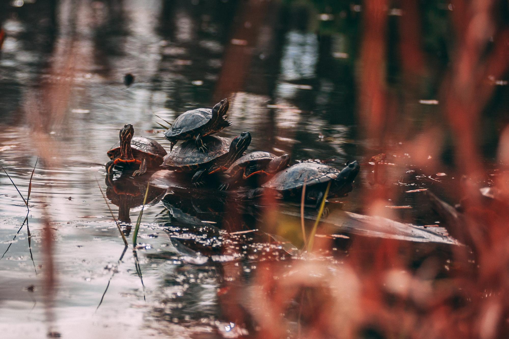Family Nature Challenge - Children's Environmental Literacy Foundation